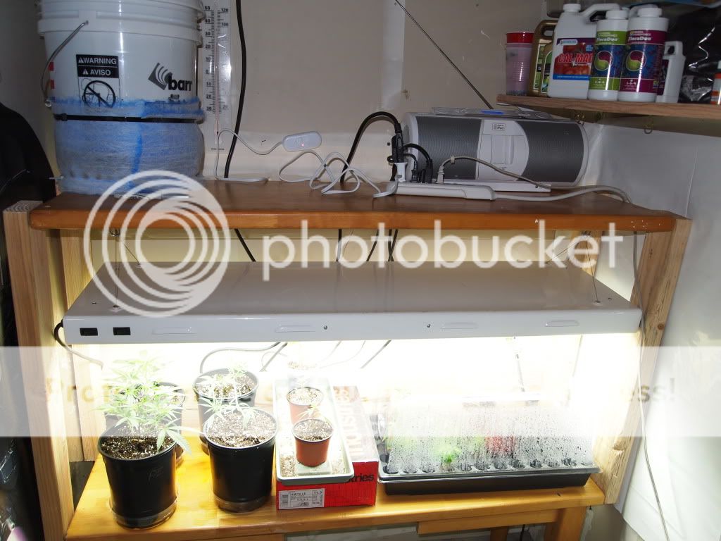 Secret Grow Room 1st grow journal | Grasscity Forums - The #1 Marijuana ...