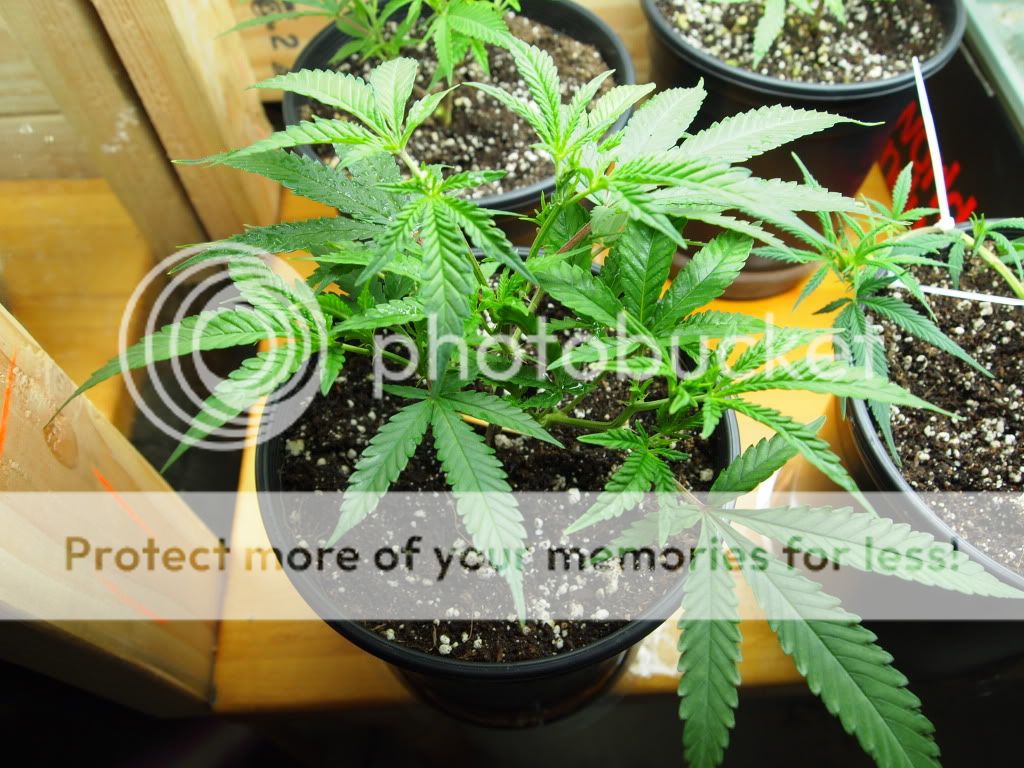 Secret Grow Room 1st grow journal | Grasscity Forums - The #1 Marijuana ...
