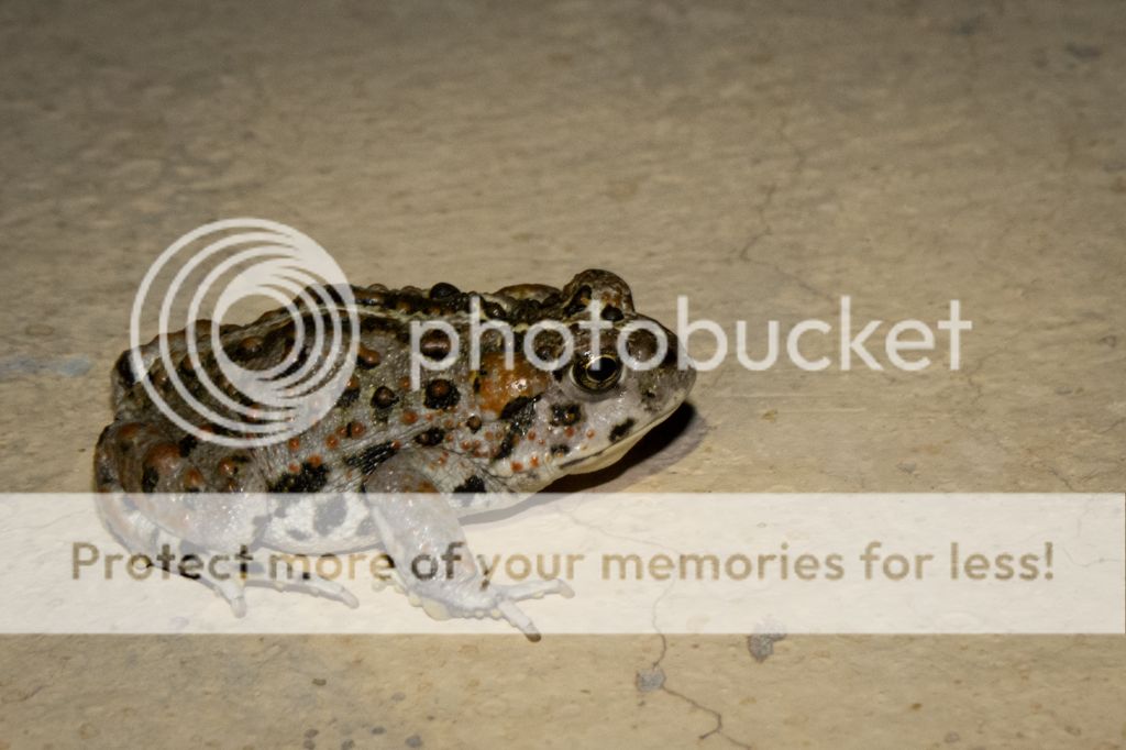 Amargosa Toad Surveys - Field Herp Forum