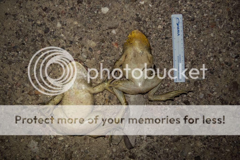 Amargosa Toad Surveys - Field Herp Forum